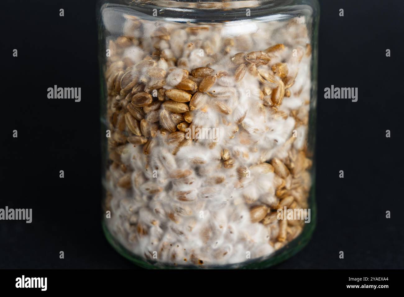 Mushroom Spawn. Jars of Grain Spawn. Close-up mycelium growth on Grain ...