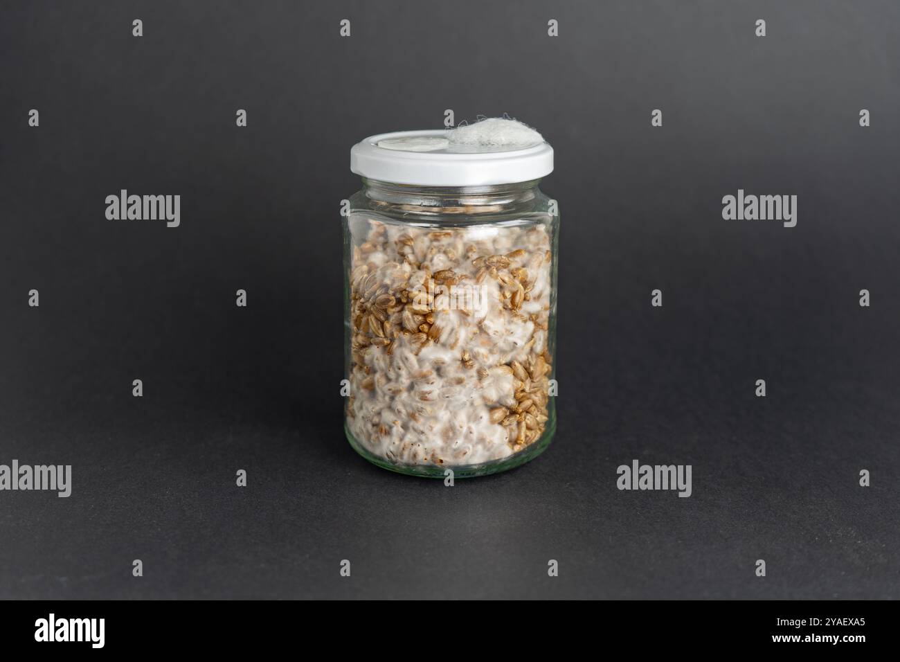 Mushroom Spawn. Jars of Grain Spawn. Close-up mycelium growth on Grain ...