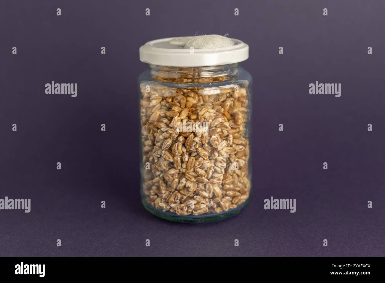 Mushroom Spawn. Jars of Grain Spawn. Close-up mycelium growth on Grain ...