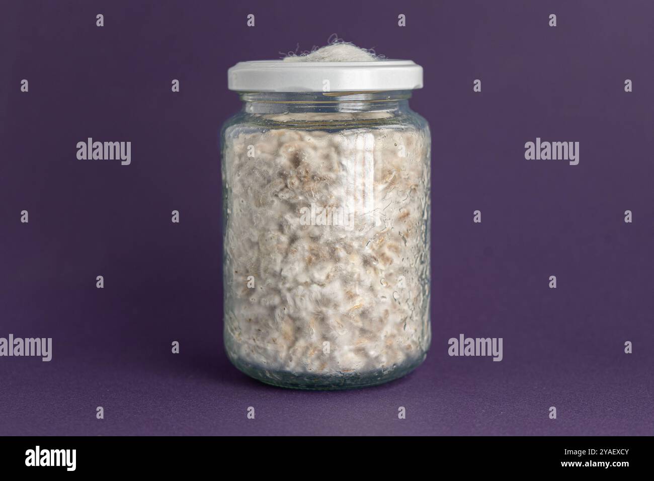 Mushroom Spawn. Jars of Grain Spawn. Close-up mycelium growth on Grain ...