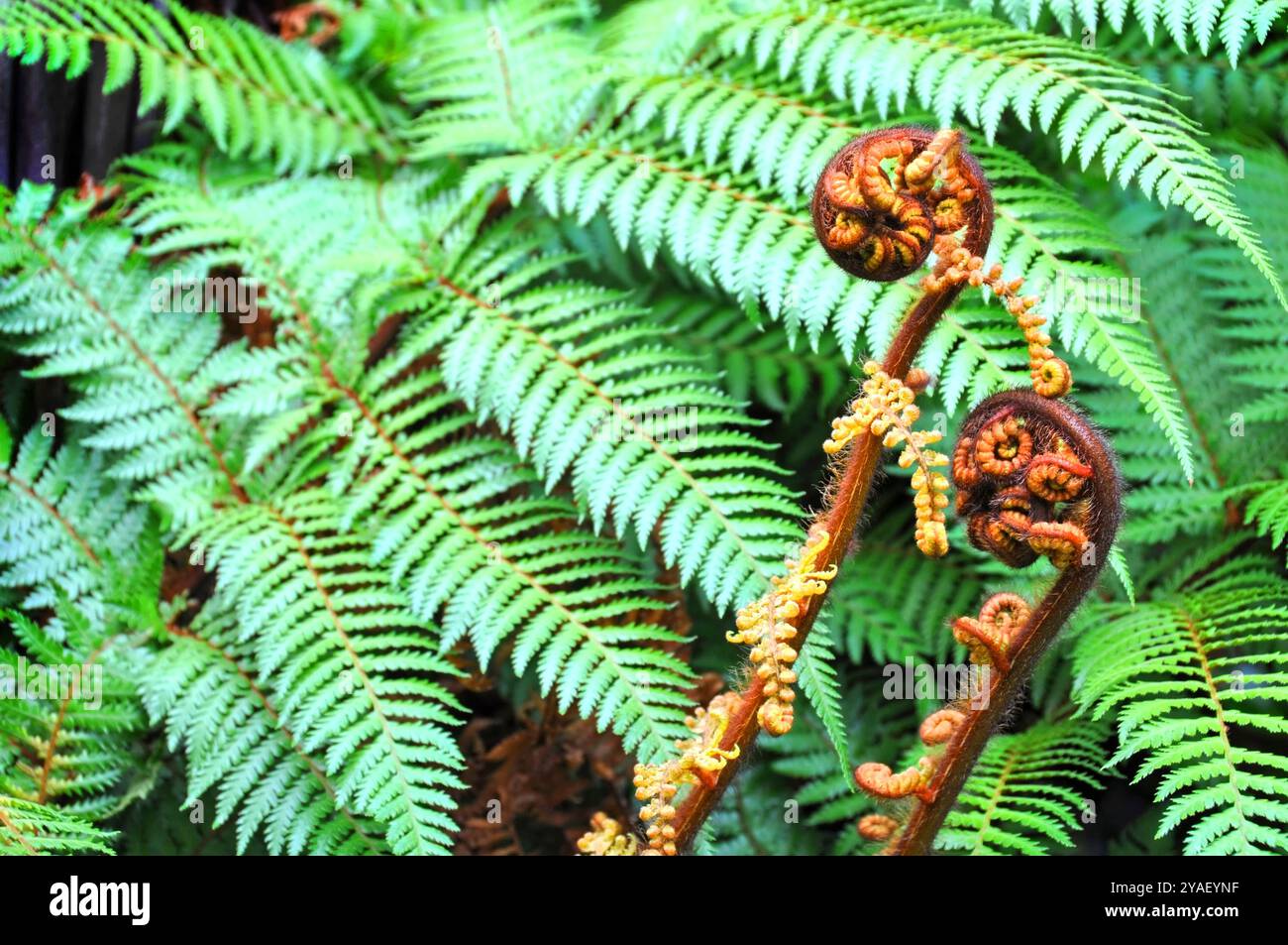 The Koru is the Maori word for the spiral shape of a new unfurling ...