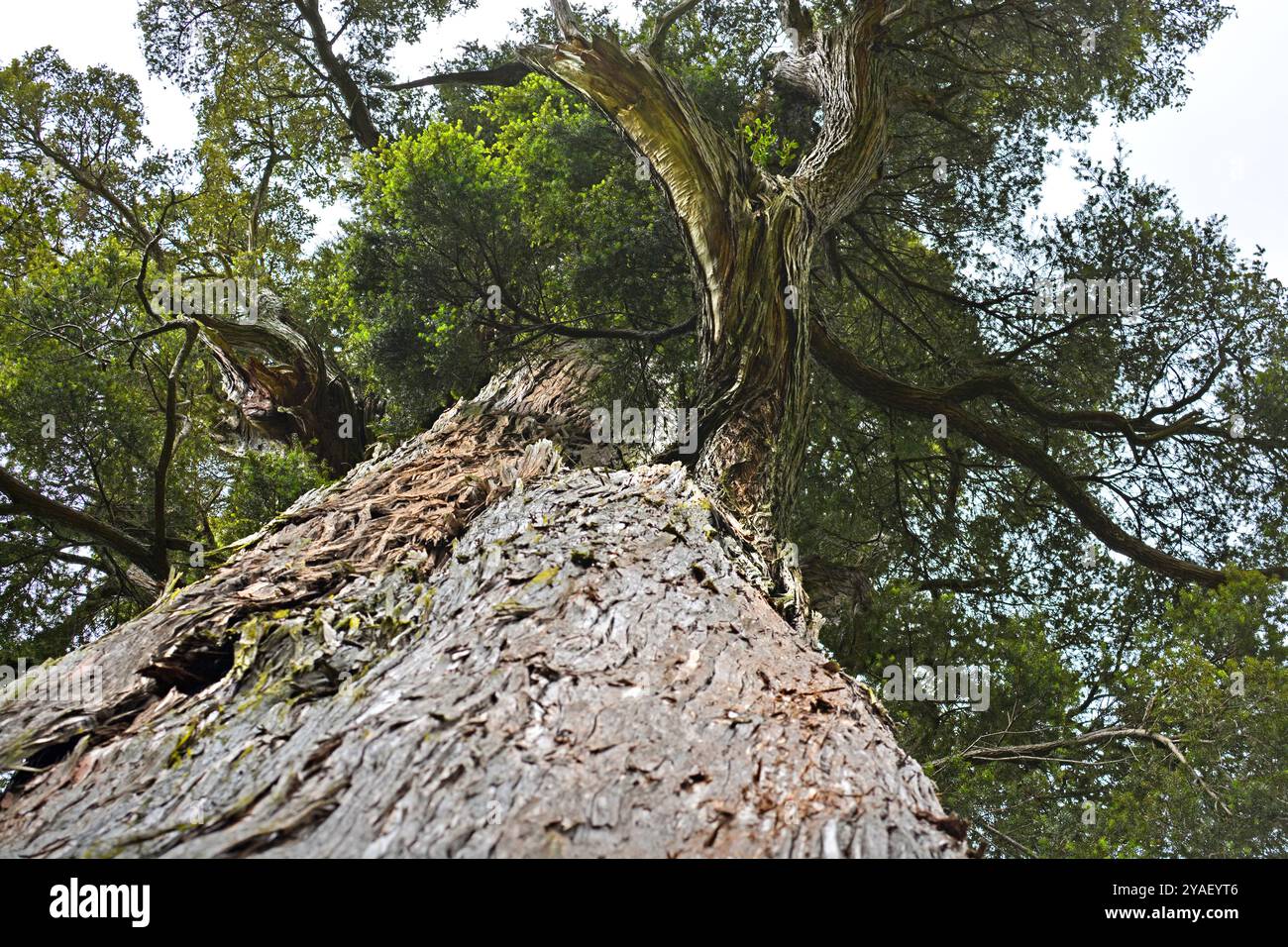 A Thousand years old Mills Totara Tree Closeup, Geraldine, New Zealand ...