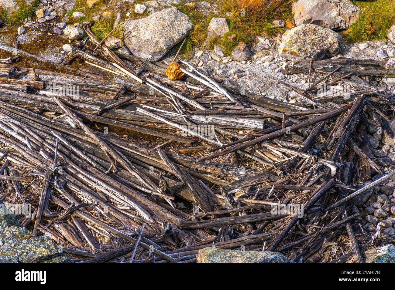 Tree trunks and branches washed ashore after a storm Stock Photo - Alamy