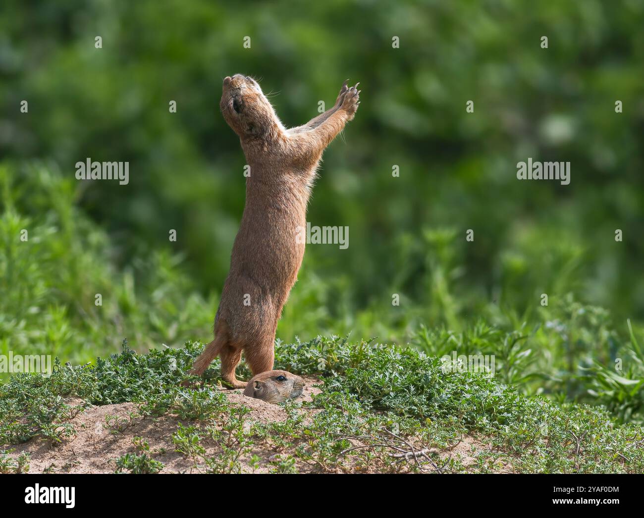 A Prairie Dog seems to be praising the heavens or perhaps praying for ...