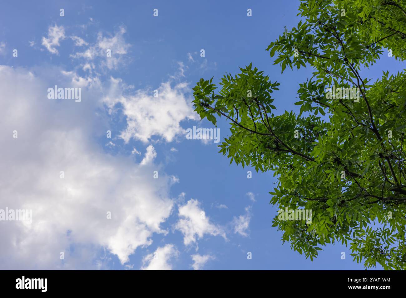 Tree leaves on clear summer hi-res stock photography and images - Alamy