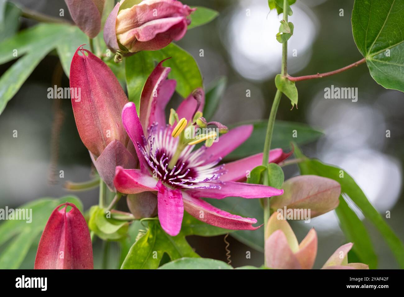 Stunning deep pink Passion flowers passiflora, growing in the ...