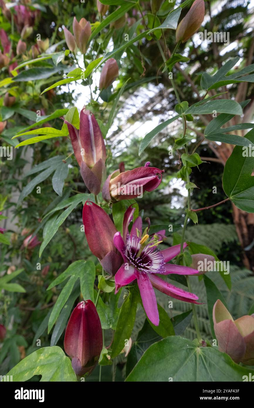 Stunning deep pink Passion flowers passiflora, growing in the ...