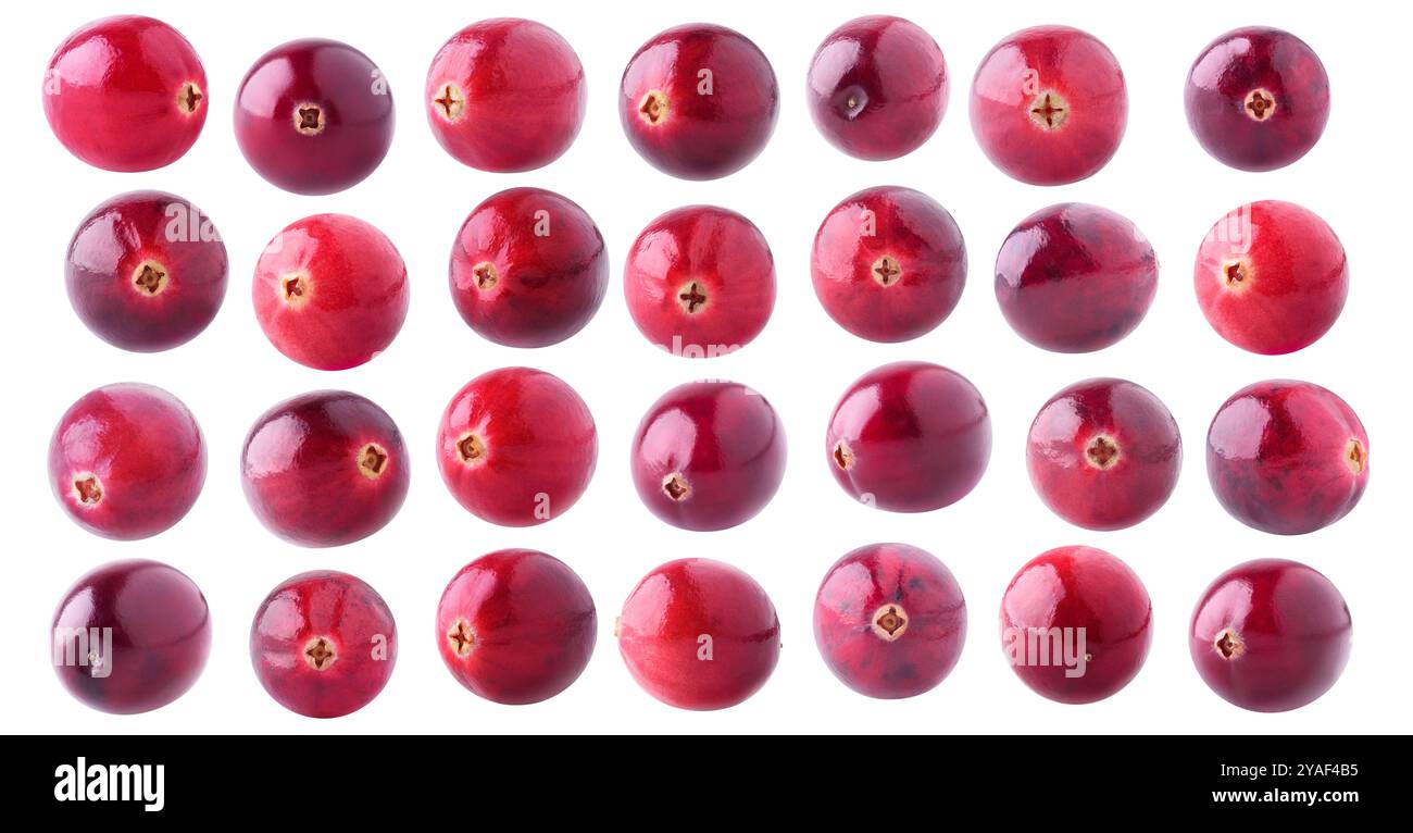 Isolated collection of fresh cranberry fruits of different color and ...
