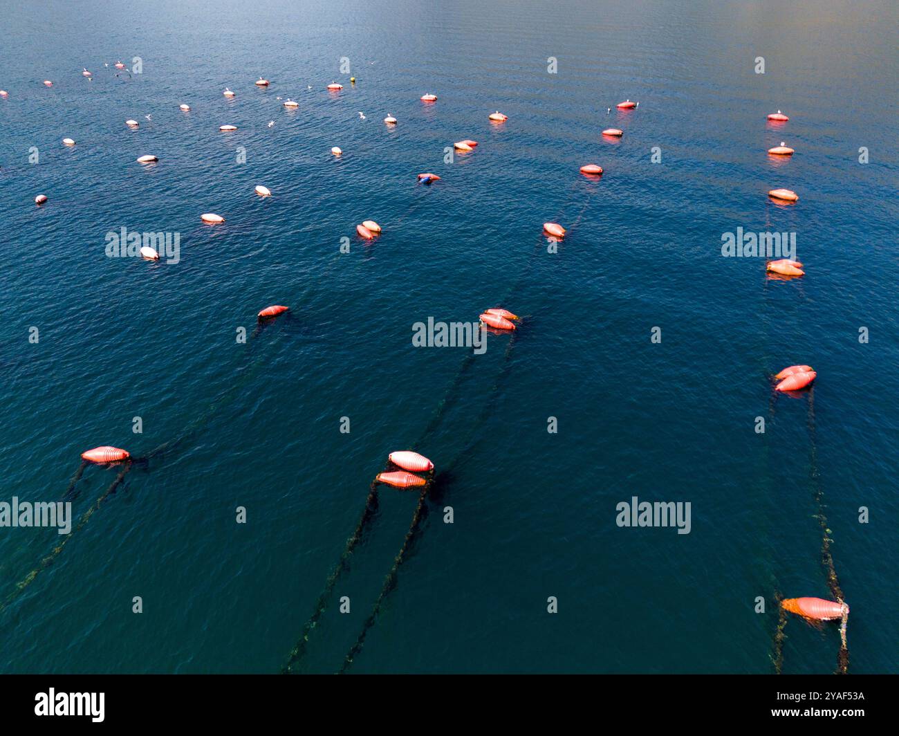 A mussel and oyster farm. Even rows of floating nets with mollusks ...