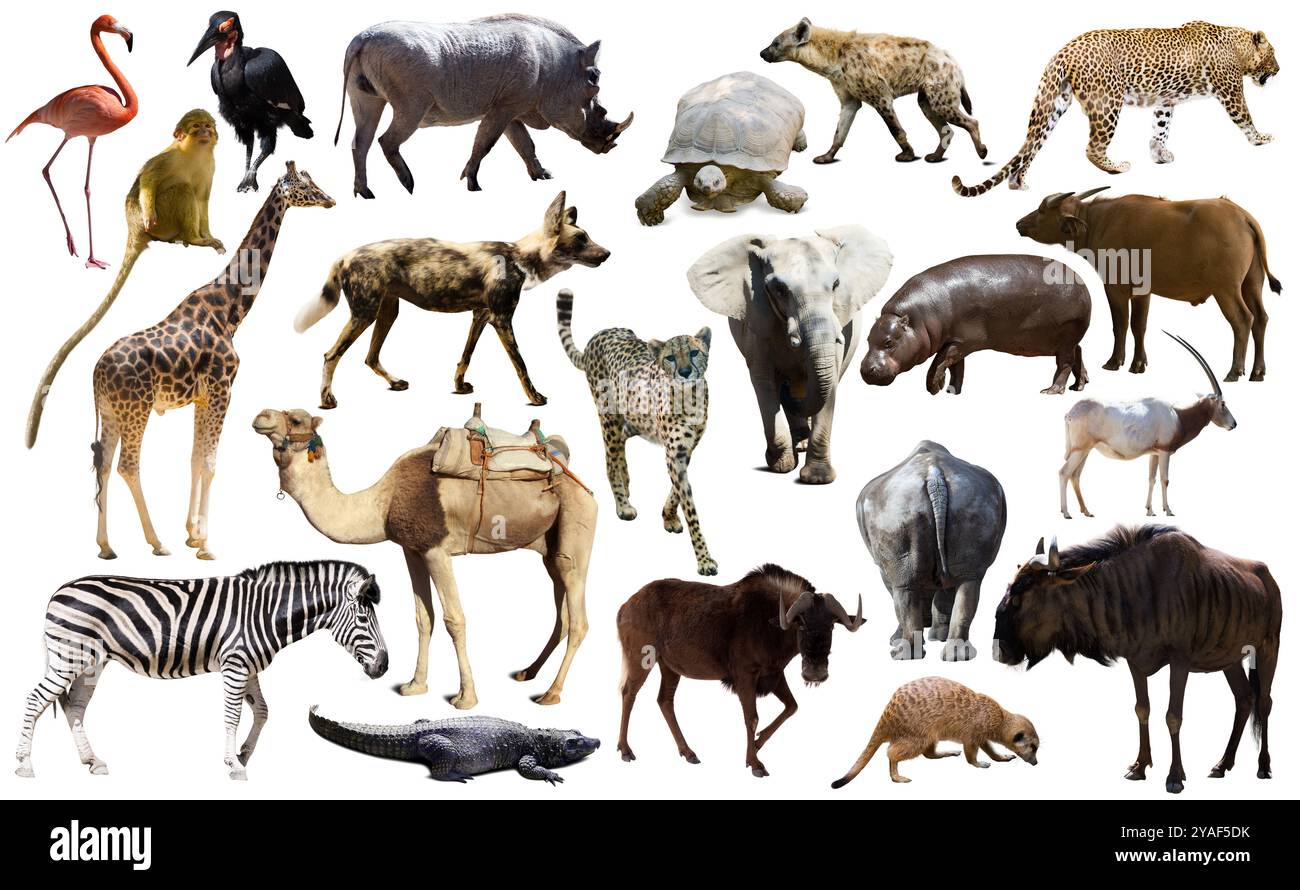 Collage wild animals birds Cut Out Stock Images & Pictures - Alamy