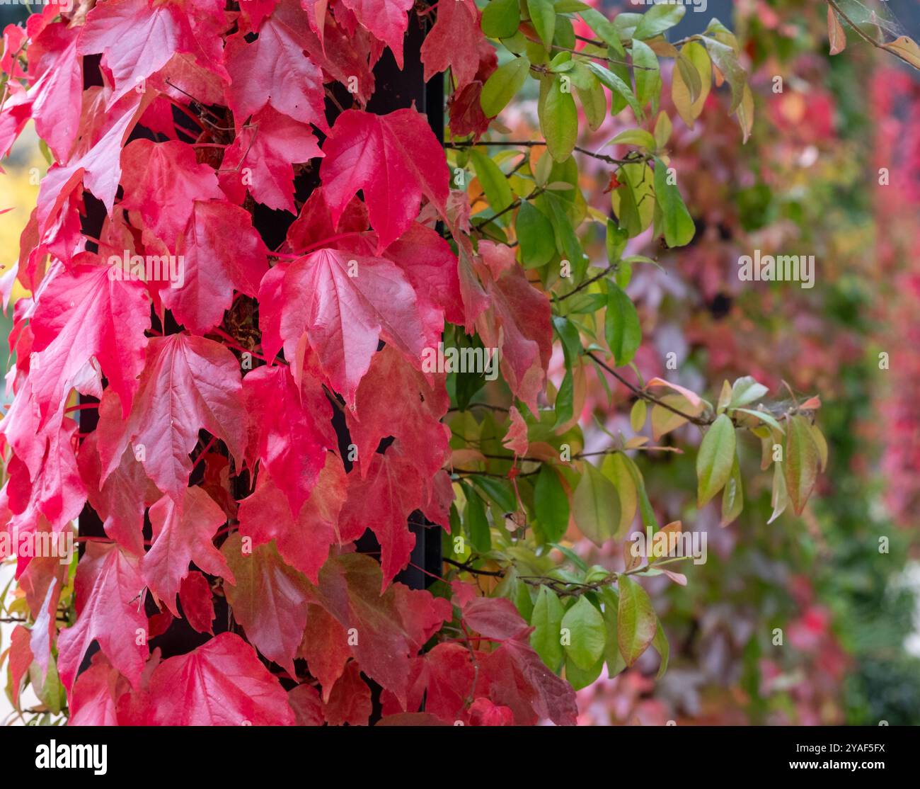 Stunning deep autumn colours of trailing ivy on display at Wisley ...