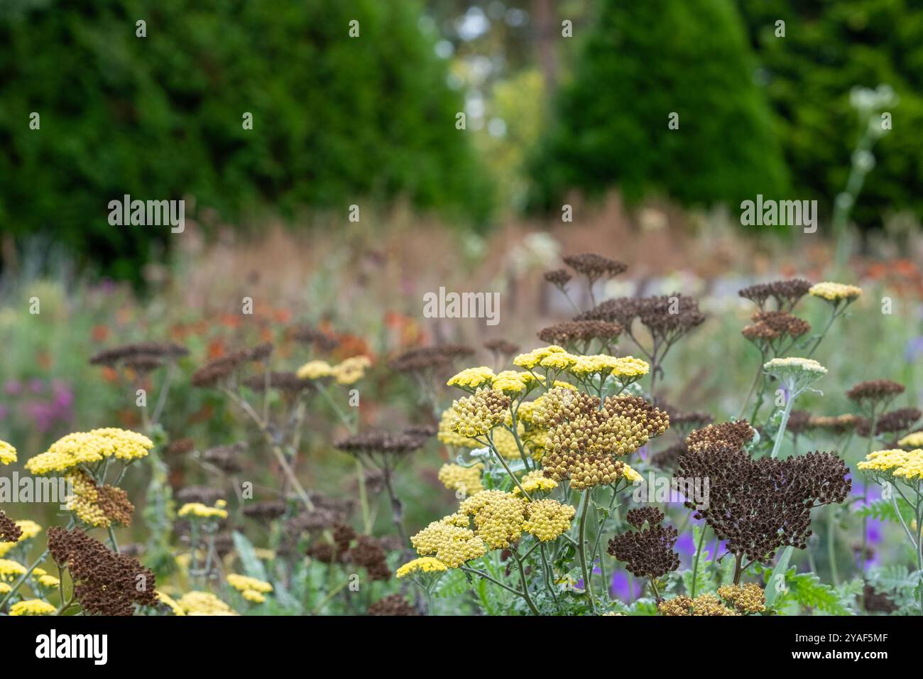 Stunning deep autumn colours on display at Wisley garden, Woking ...