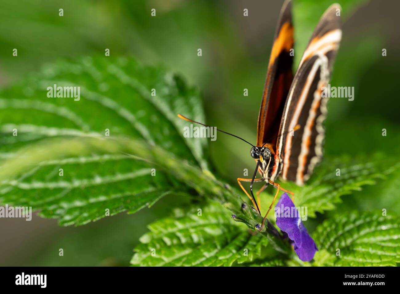 A banded orange butterfly of the nymphalidae family, Dryadula phaetusa ...