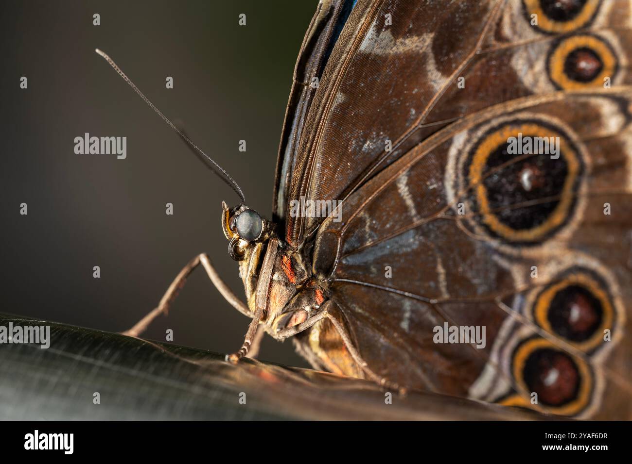 Blue Morpho Butterfly, Morpho peleides Stock Photo - Alamy