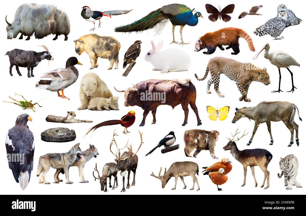 asia animals isolated Stock Photo - Alamy