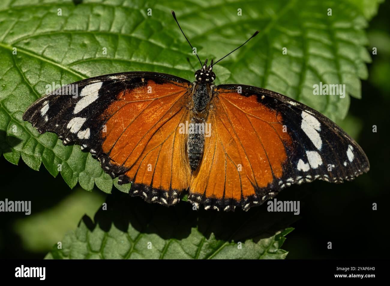 Danaid Eggfly Hypolimnas misippus Danaid Eggfly Butterfly, Hypolimnas ...