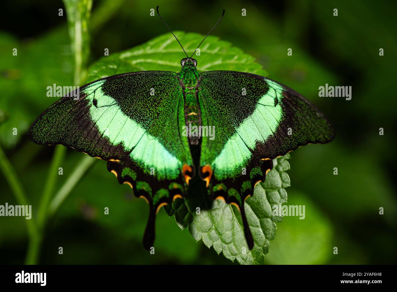 The emerald swallowtail, emerald peacock, or green-banded peacock, is a ...