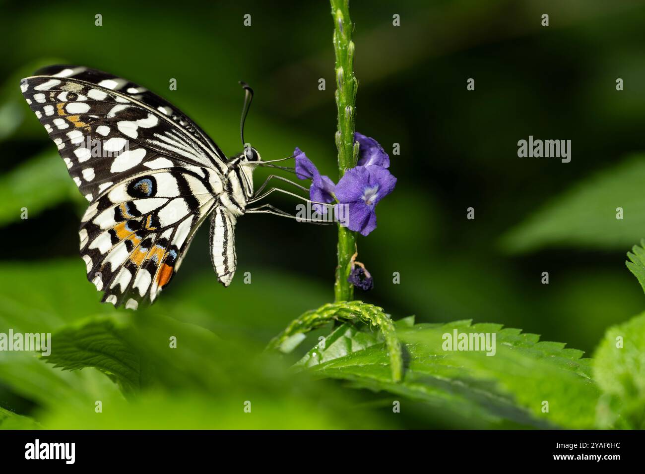 Papilio demoleus is a common and widespread swallowtail butterfly. The ...