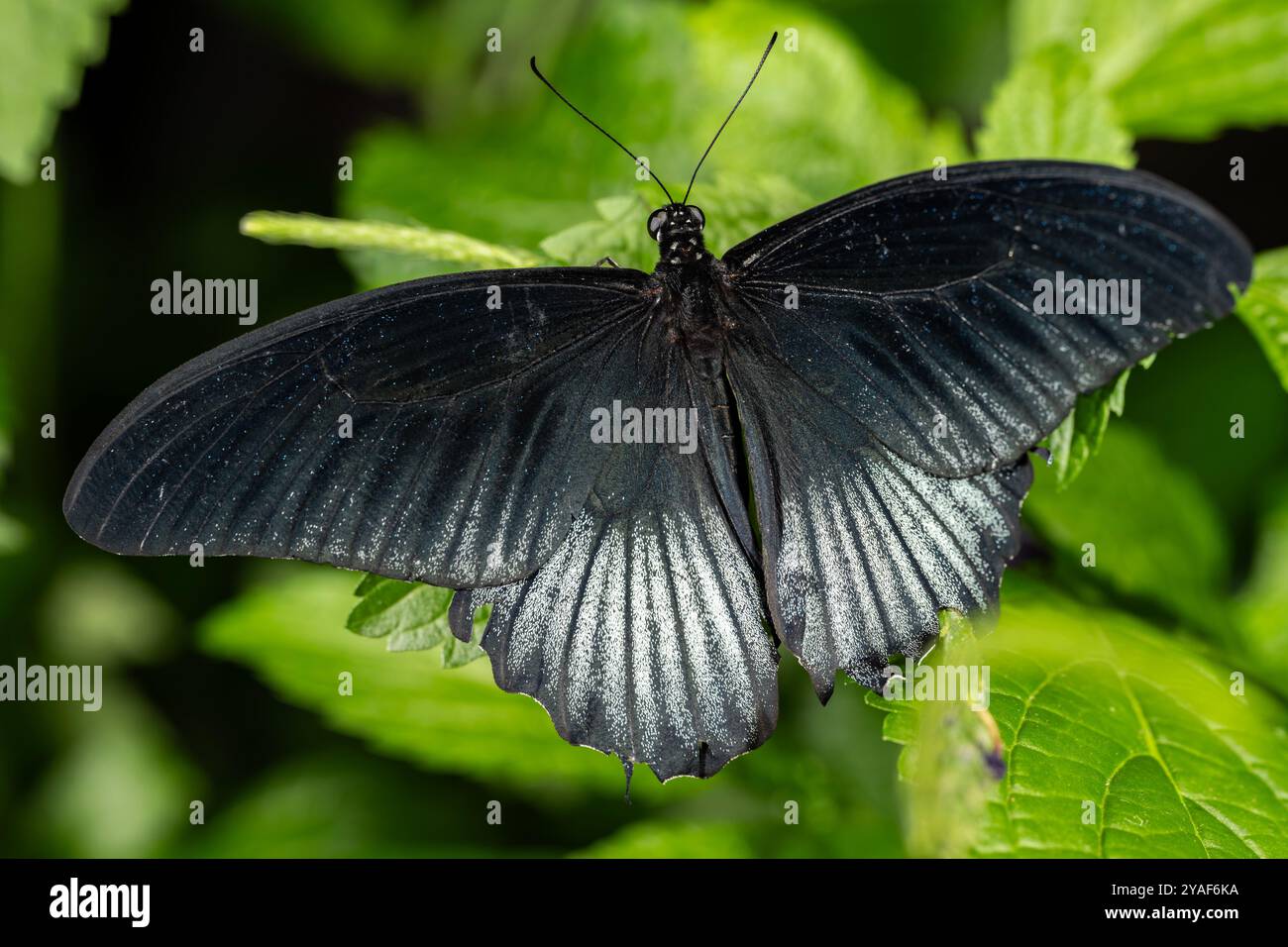 A great mormon butterfly, Papilio polytes Stock Photo - Alamy