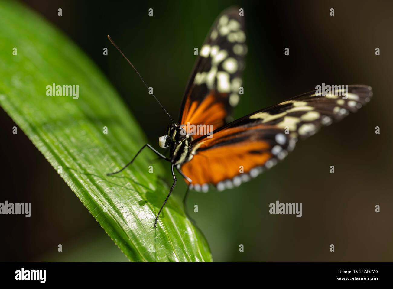 Tiger Longwing Butterfly, Heliconius hecale, of the Nymphalidae family ...