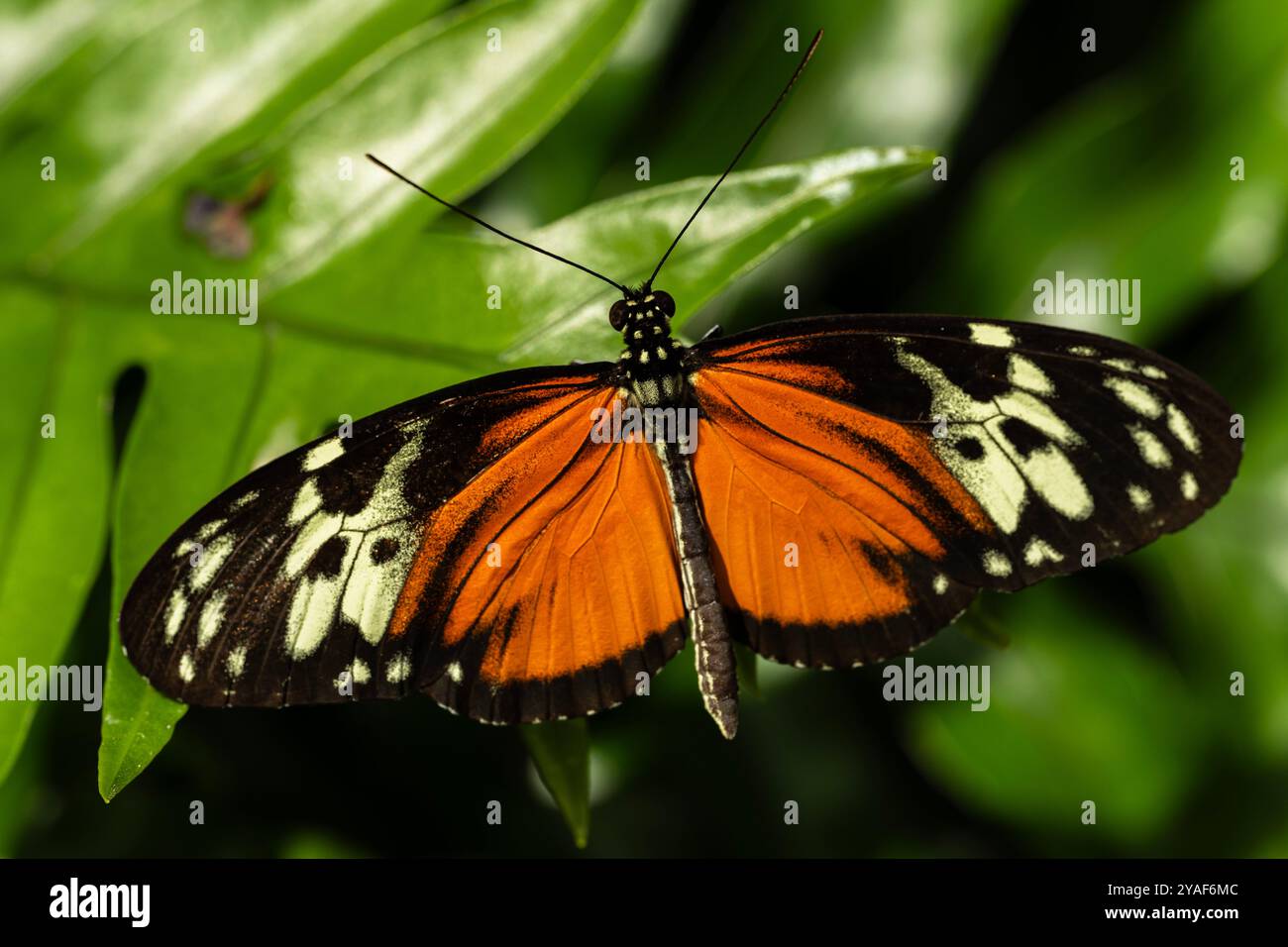 Tiger Longwing Butterfly, Heliconius hecale, of the Nymphalidae family ...