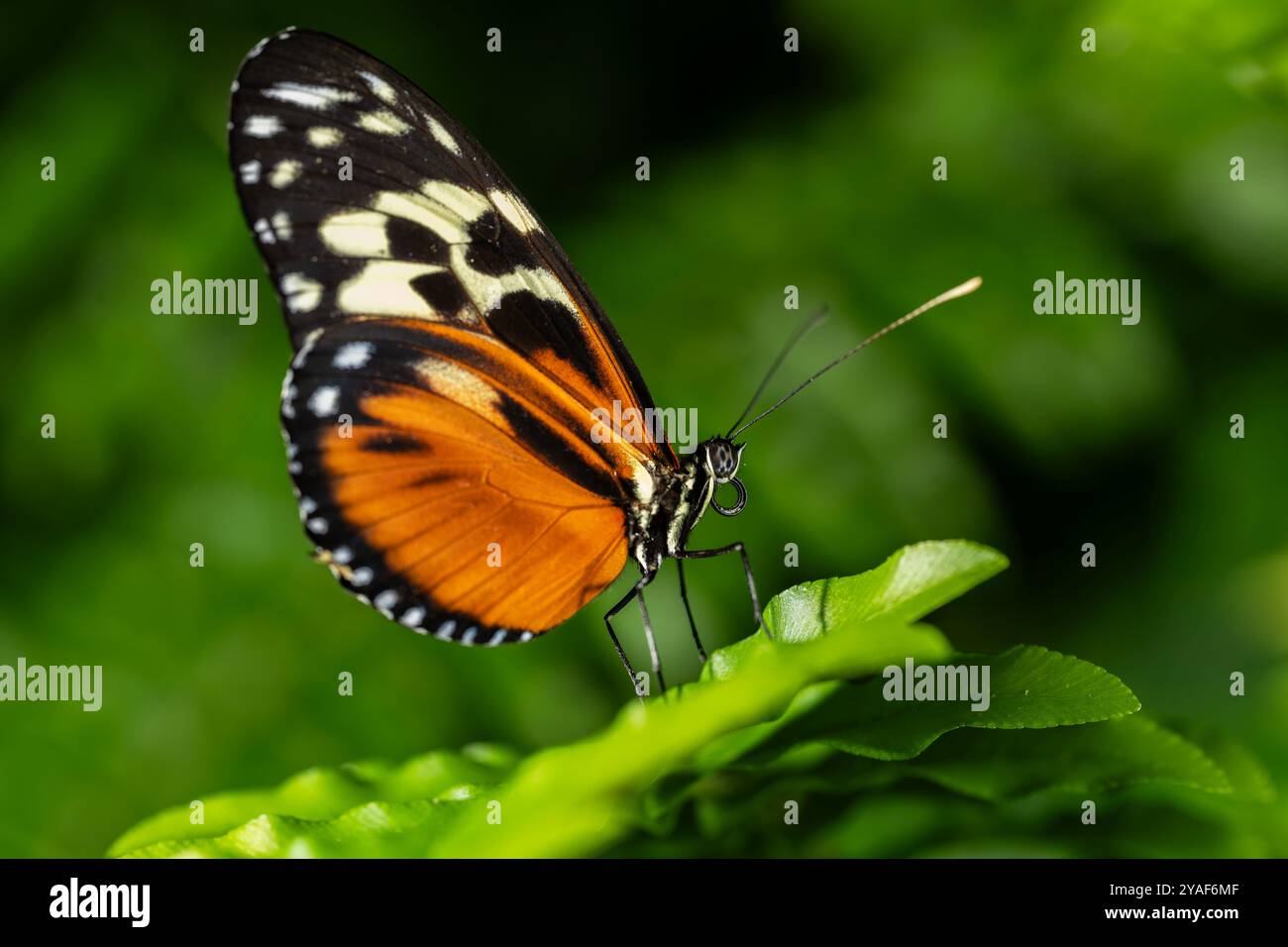 Tiger Longwing Butterfly, Heliconius hecale, of the Nymphalidae family ...
