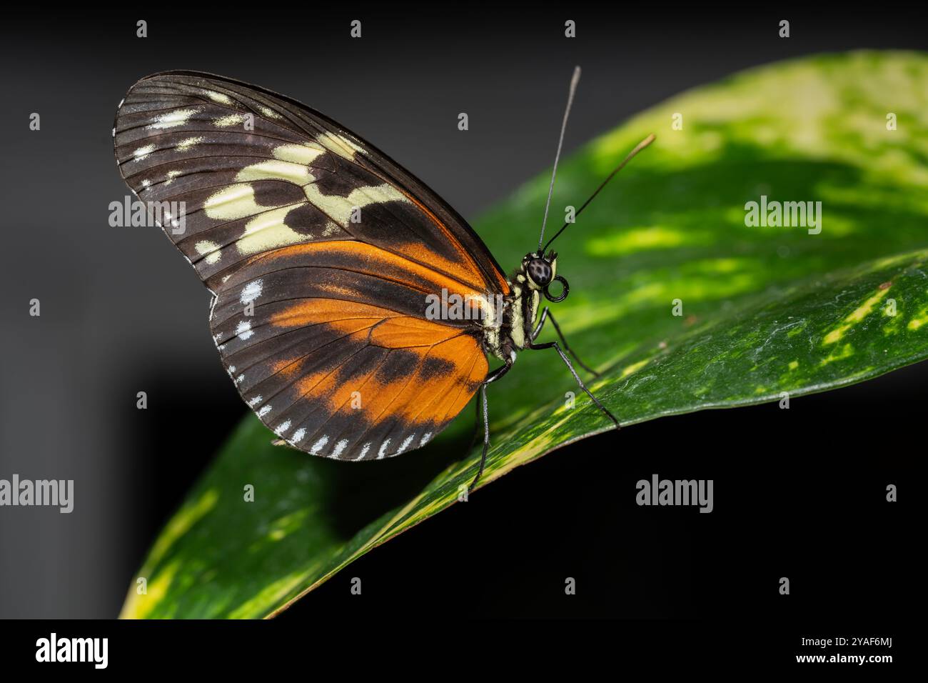 Tiger Longwing Butterfly, Heliconius hecale, of the Nymphalidae family ...