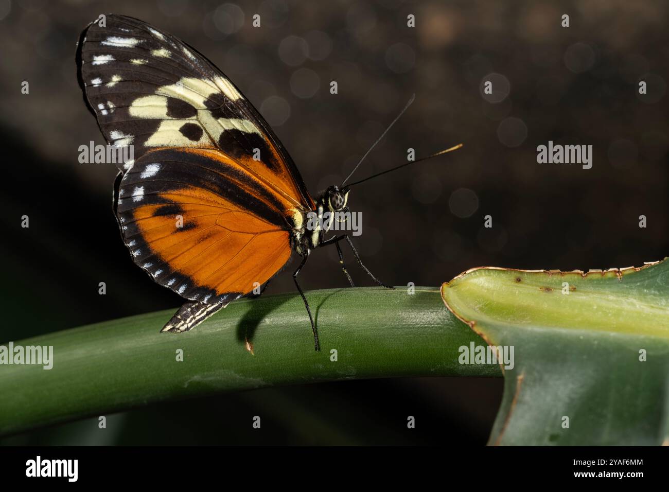 Tiger Longwing Butterfly, Heliconius hecale, of the Nymphalidae family ...