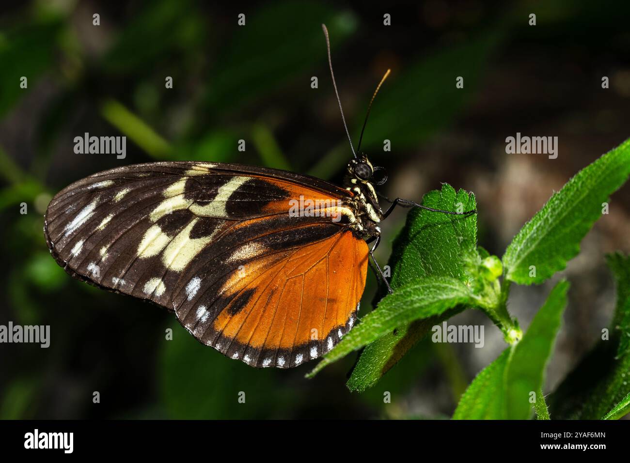 Tiger Longwing Butterfly, Heliconius hecale, of the Nymphalidae family ...