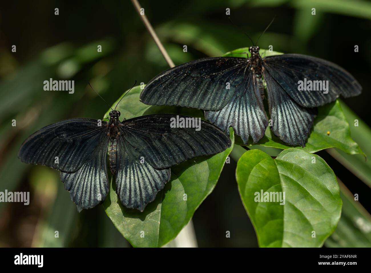 Two great mormon butterflies, Papilio polytes Stock Photo - Alamy