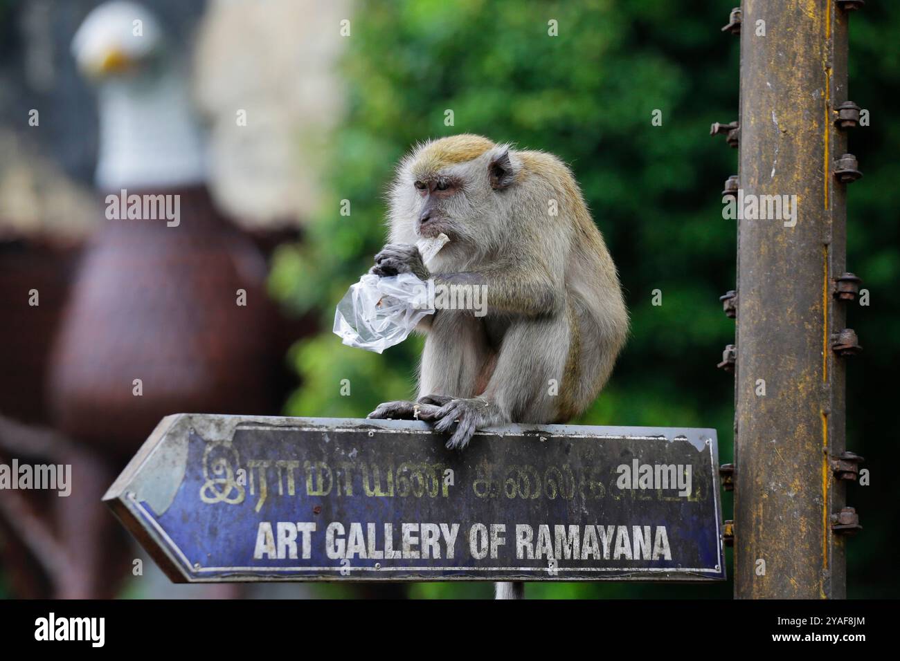 A monkey eats food from a plastic bag given by tourists at Batu Caves ...