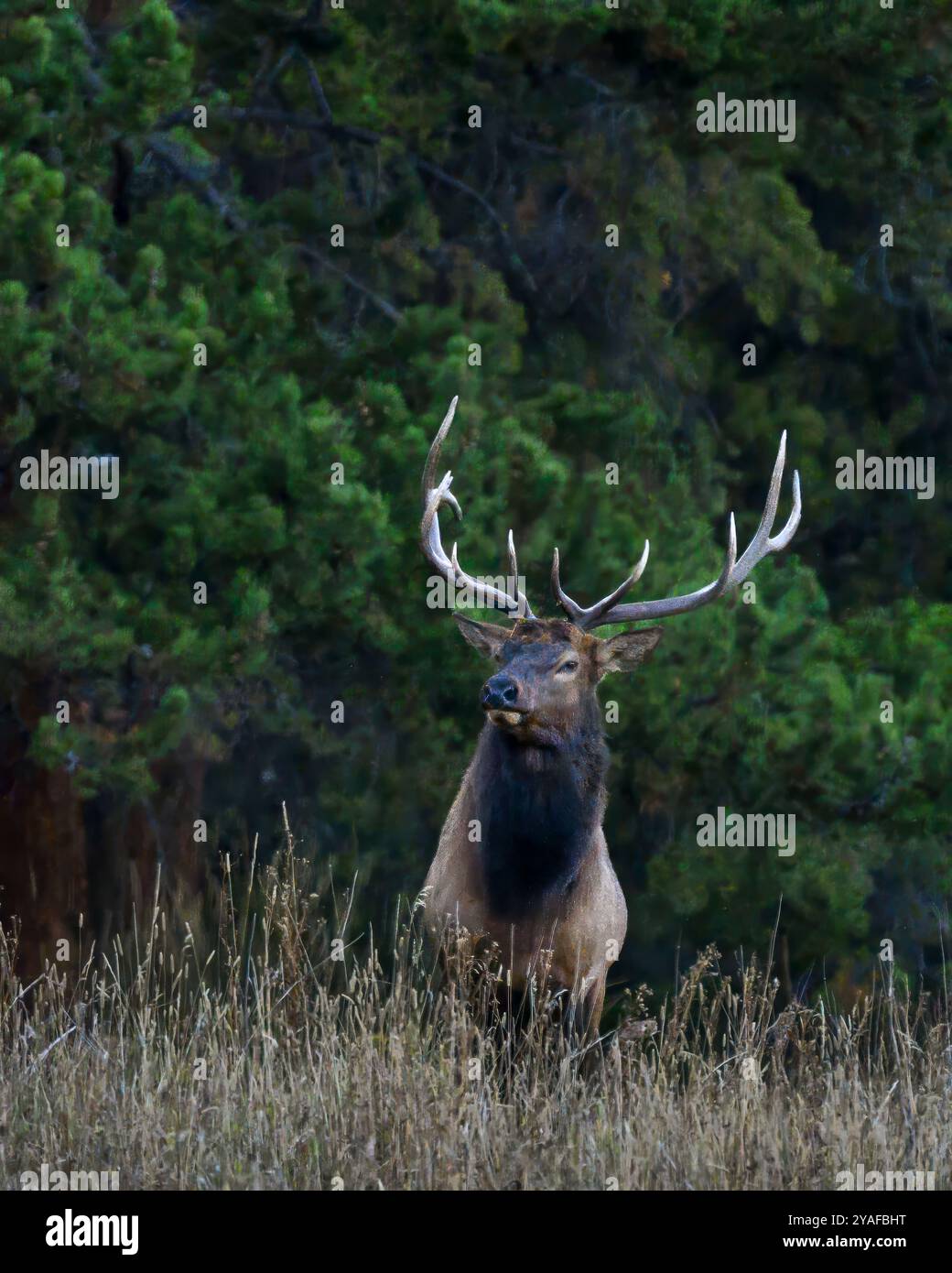 Elk bull yellowstone park hi-res stock photography and images - Alamy