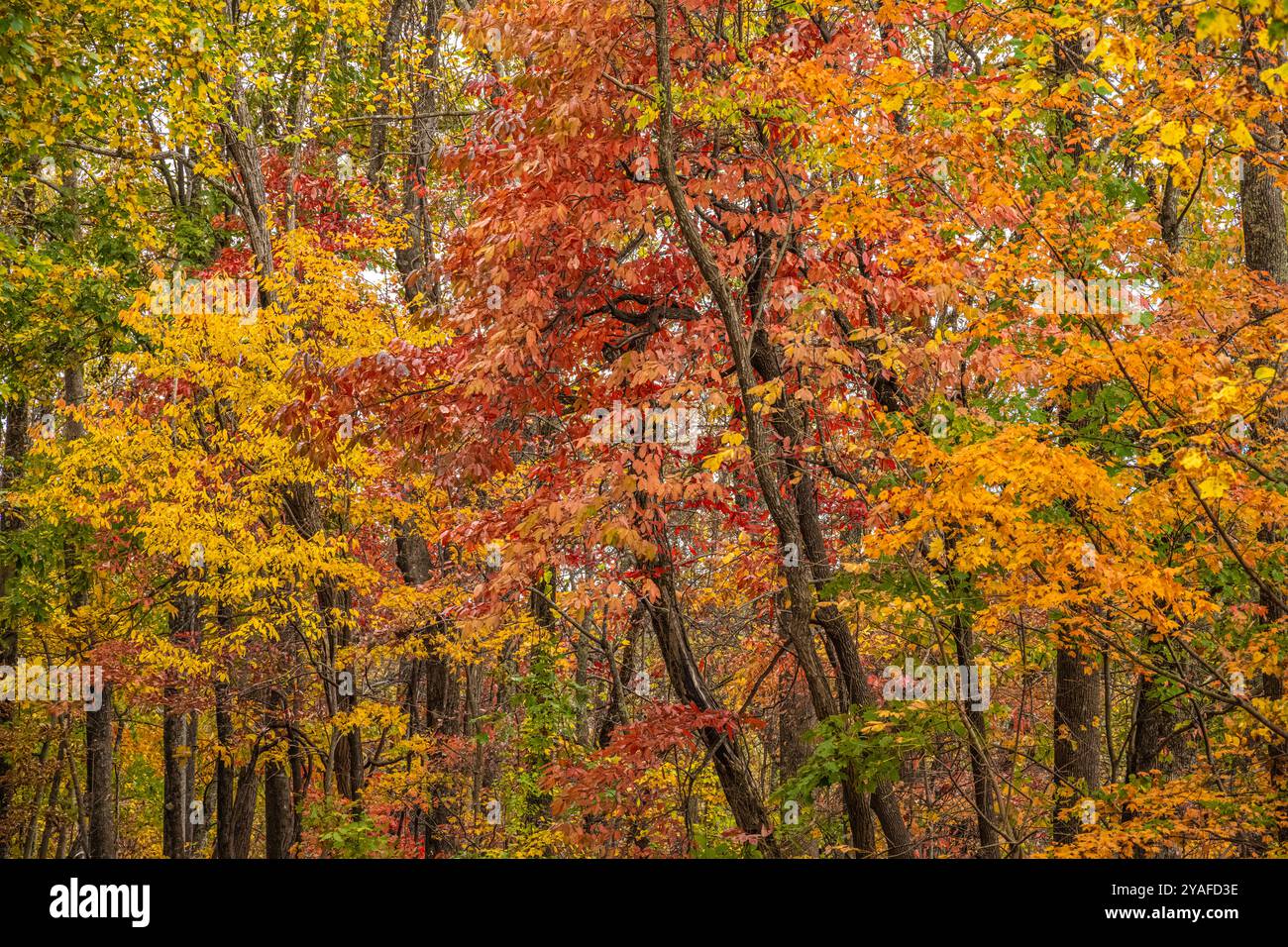 Colorful fall foliage at Amicalola Falls State Park in Dawsonville ...
