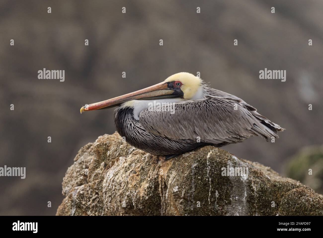 Pelocc hi-res stock photography and images - Alamy