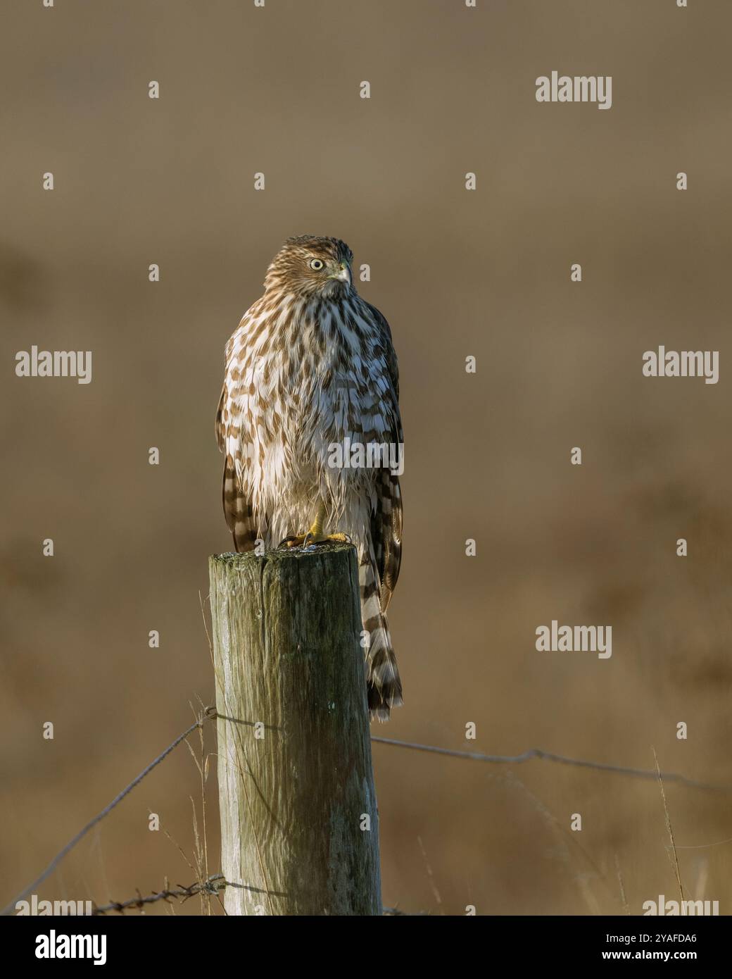 immature Cooper's Hawk (Astur cooperii) perched on a fence post, Marin ...