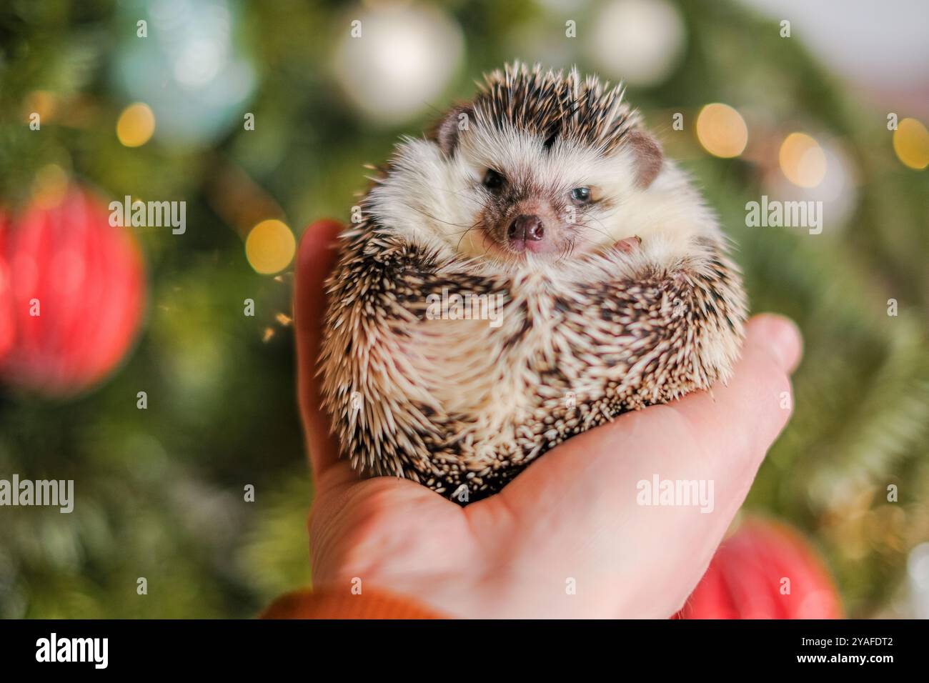 Christmas hedgehog on a sparkling background.Hedgehog in hands against ...