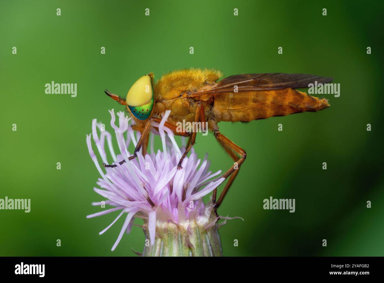 Tabanus alpinus hi-res stock photography and images - Alamy