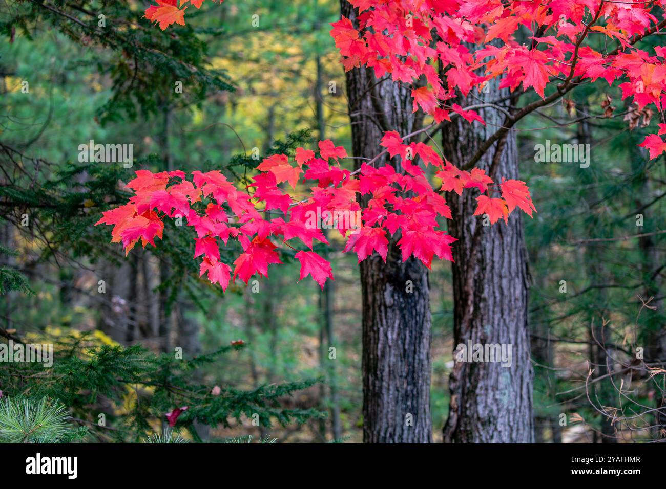 Red maple leaves in a Wisconsin forest, Horizontal Stock Photo - Alamy