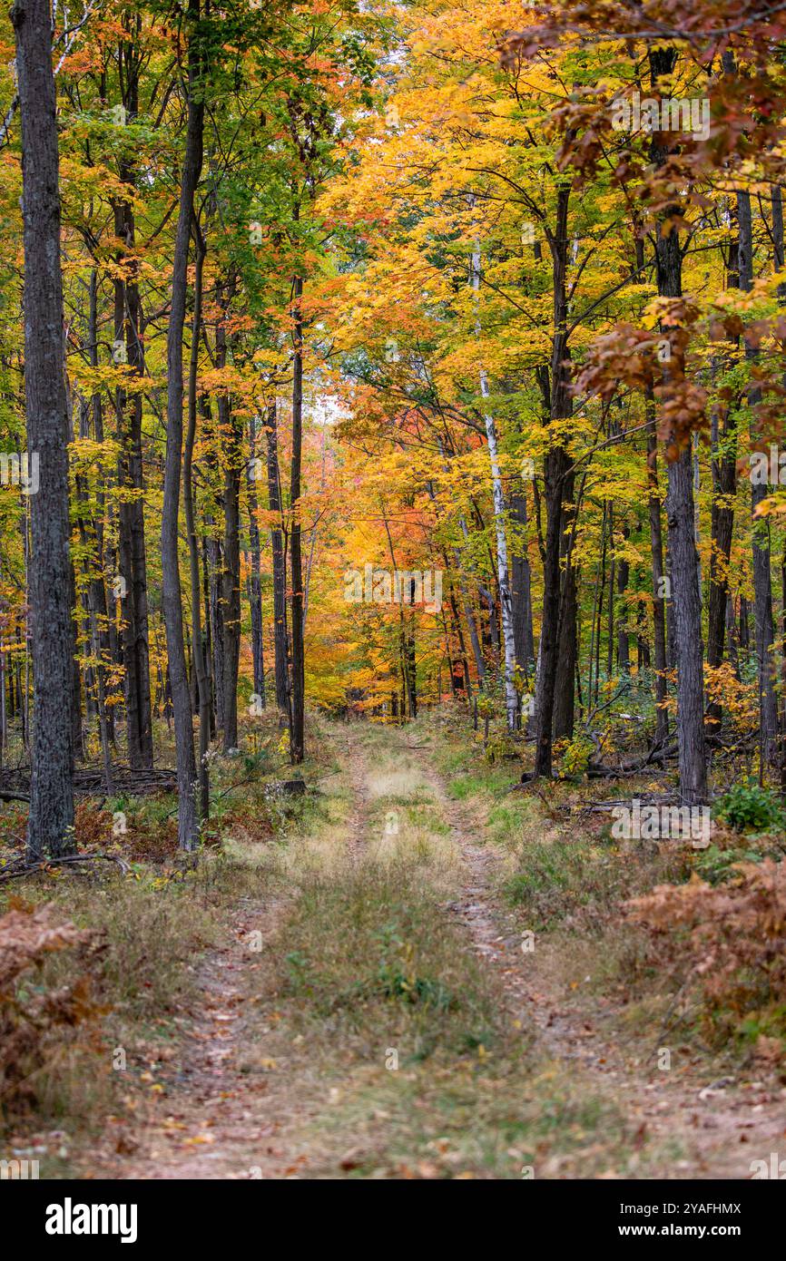 Wisconsin logging road going through a colorful forest in October ...