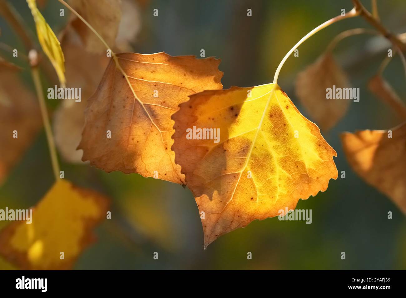 Cottonwood leaves hi-res stock photography and images - Alamy