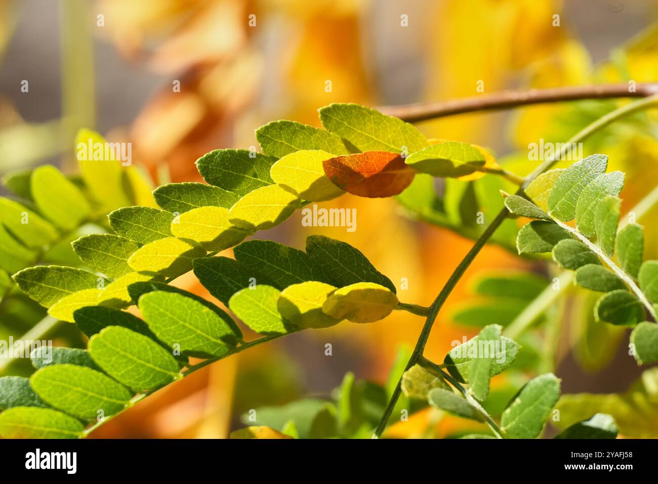 Honey Locust - Fall Transition Stock Photo - Alamy