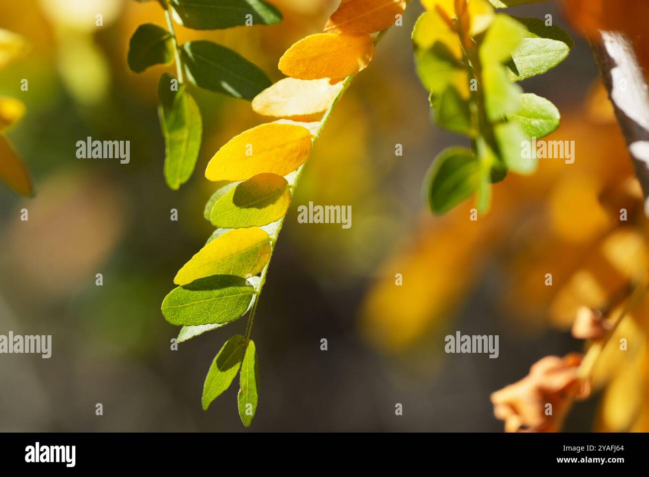 Honey Locust - Fall Transition Stock Photo - Alamy