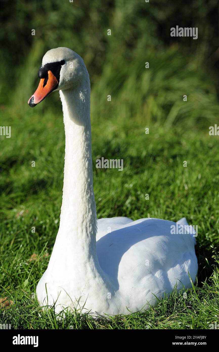 Cygnus olor, animals, bird, birds, fly, avian, water, birds in water ...