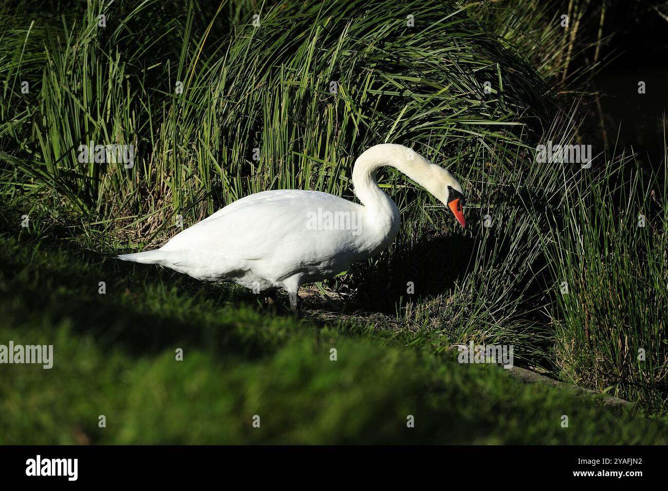Cygnus olor, animals, bird, birds, fly, avian, water, birds in water ...