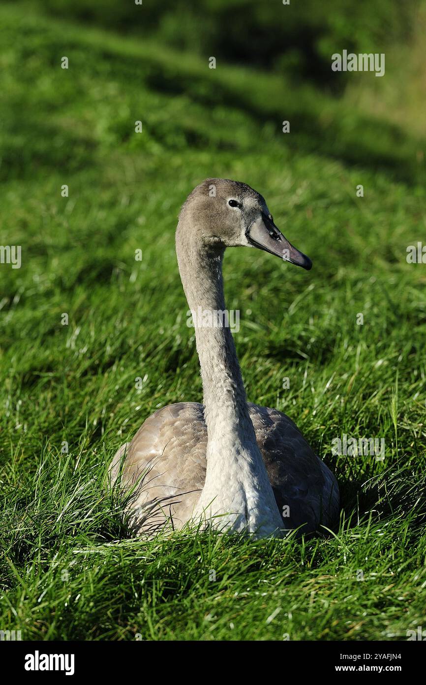 Cygnus olor, animals, bird, birds, fly, avian, water, birds in water ...