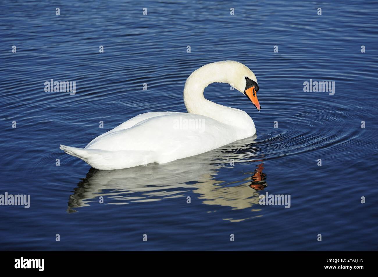 Cygnus olor, animals, bird, birds, fly, avian, water, birds in water ...
