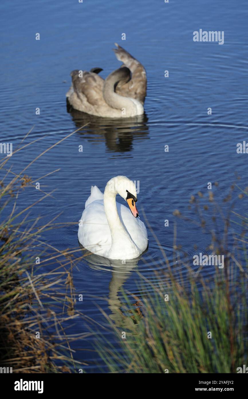 Cygnus olor, animals, bird, birds, fly, avian, water, birds in water ...