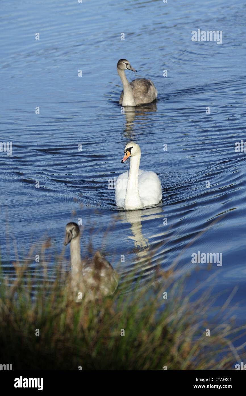 Cygnus olor, animals, bird, birds, fly, avian, water, birds in water ...
