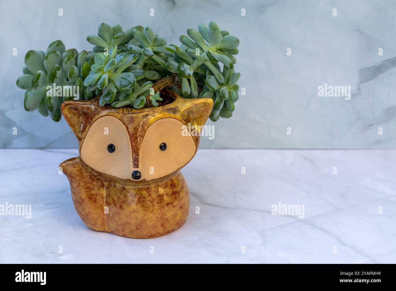 Indoor plant Sedum Clavifolius in a foxy pot Stock Photo - Alamy