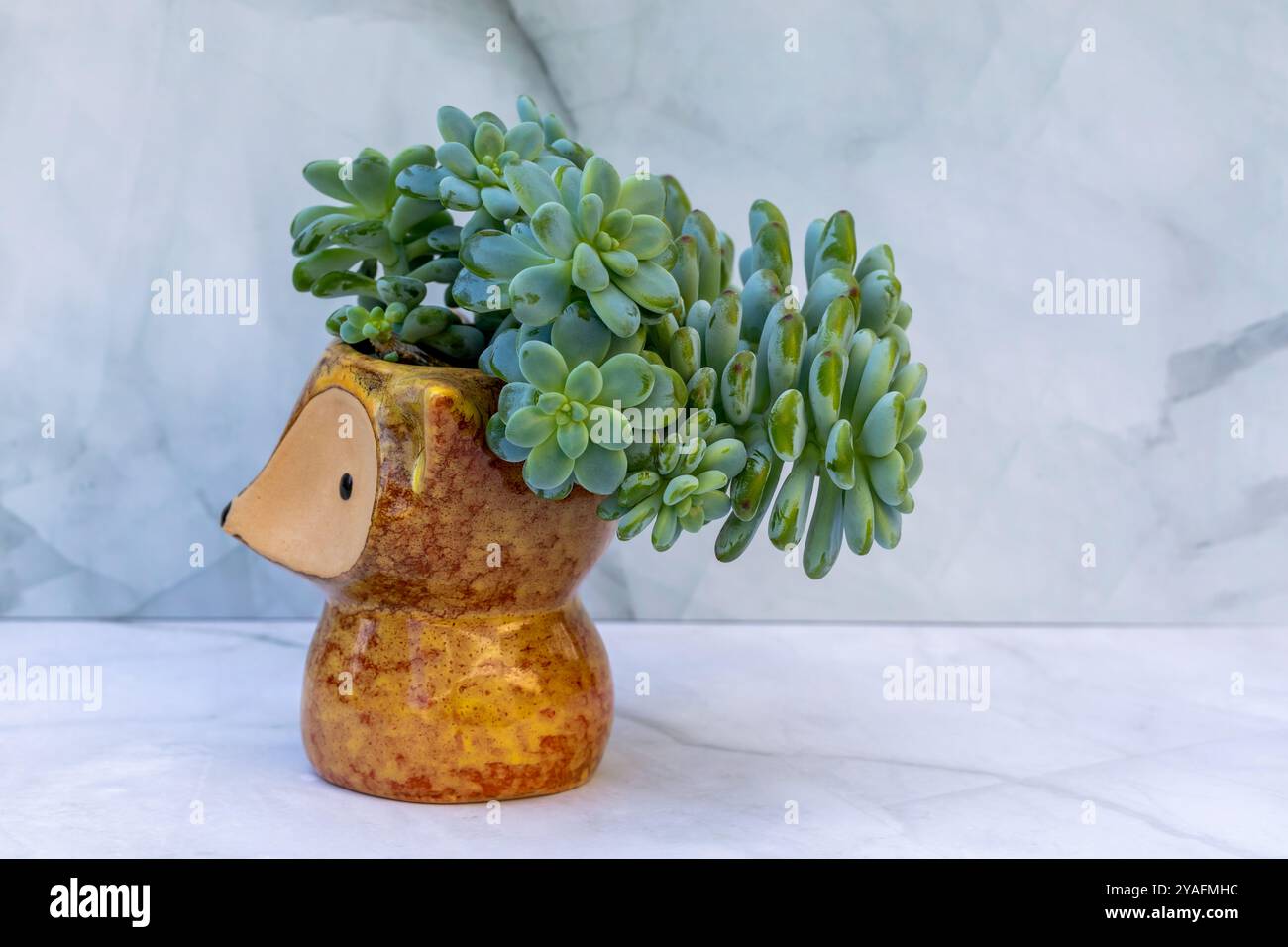Indoor plant Sedum Clavifolius in a foxy pot Stock Photo - Alamy
